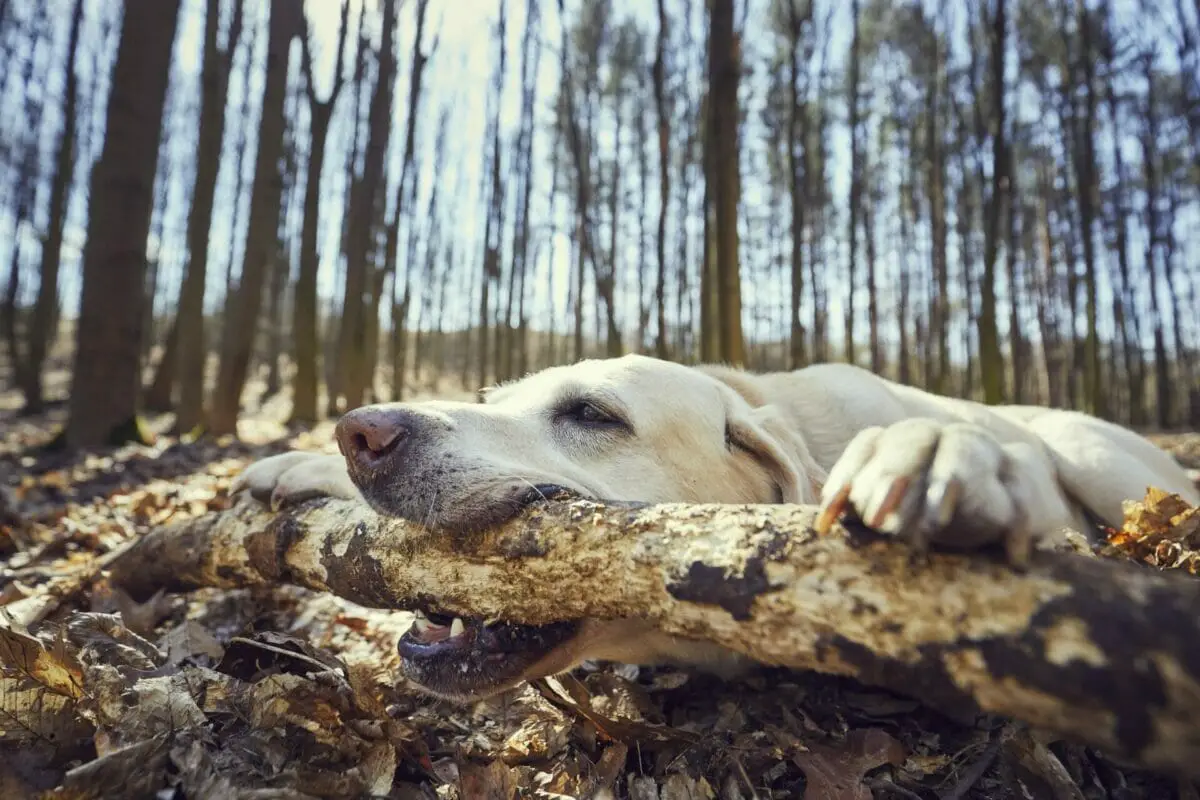 What Dog Has The Strongest Bite Force? [Top 11 Biters Revealed] • Dog ...